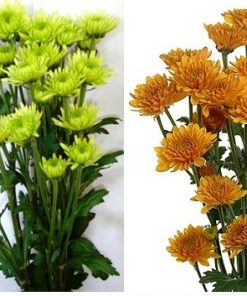 Poms | Daisy - Cushion - Button - Amazon Flowers