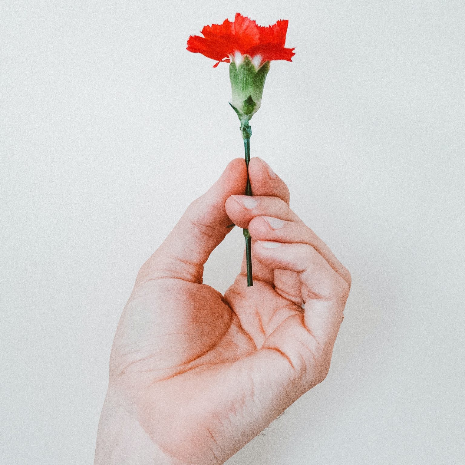 Wedding Flowers, Prom Flowers & Wholesale Fresh Cut Flowers | Amazon ...