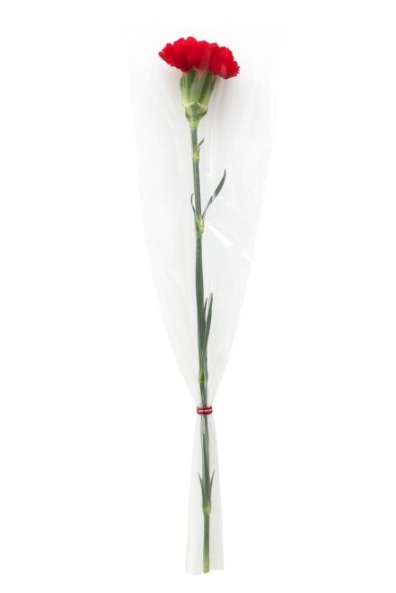 Carnation Single Stem BQT - Amazon Flowers - Proms & Weddings