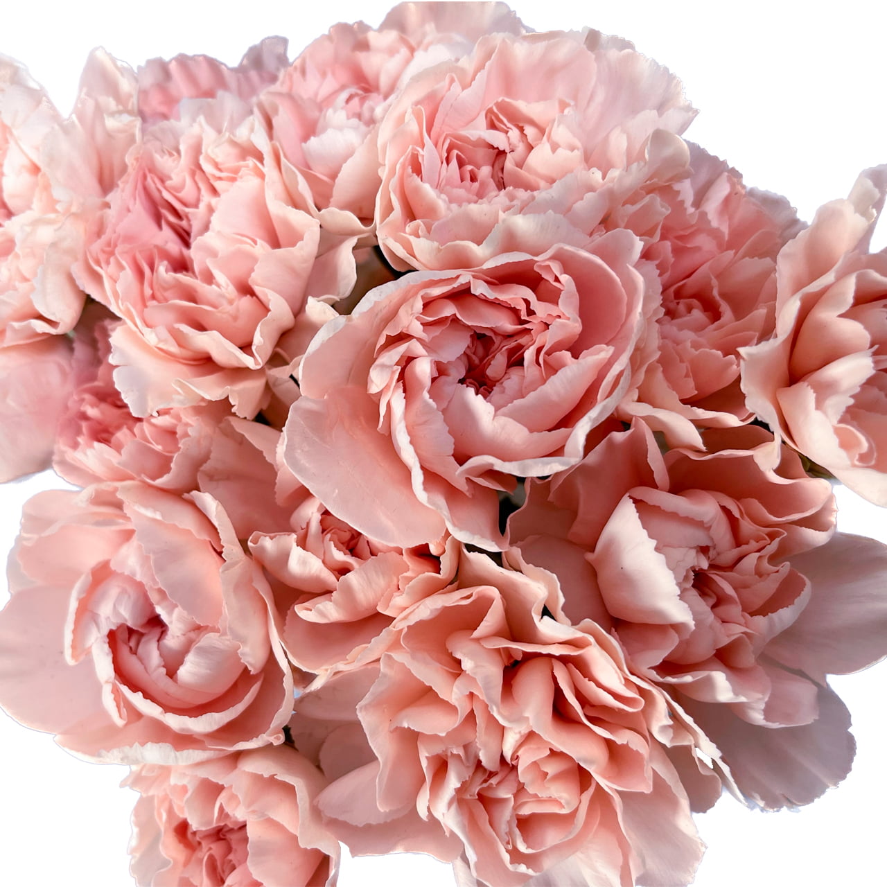 Fresh Carnations In Bulk