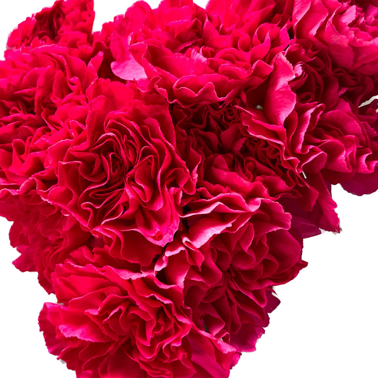 Fresh Carnations In Bulk