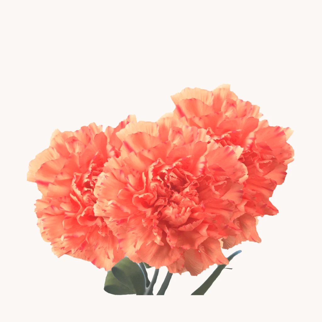 Fresh Carnations (Premium) - Amazon Flowers - Proms & Weddings