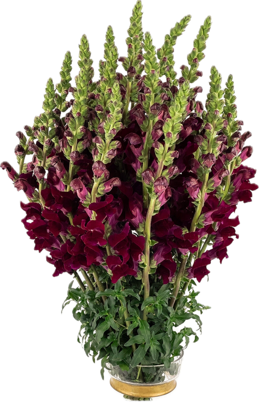 Fresh Snapdragon (Premium) - Amazon Flowers - Proms & Weddings