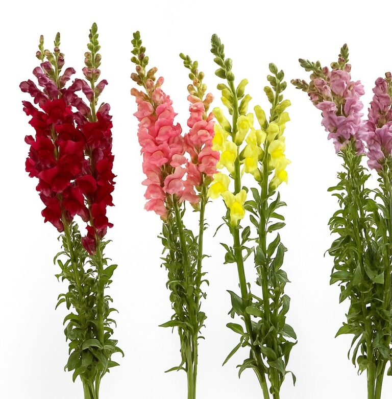 Fresh Snapdragon (Premium) - Amazon Flowers - Proms & Weddings