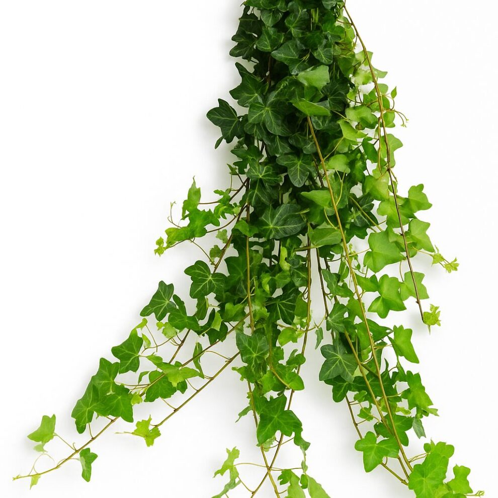 Ivy Green (Fresh Filler) - Amazon Flowers - Proms & Weddings