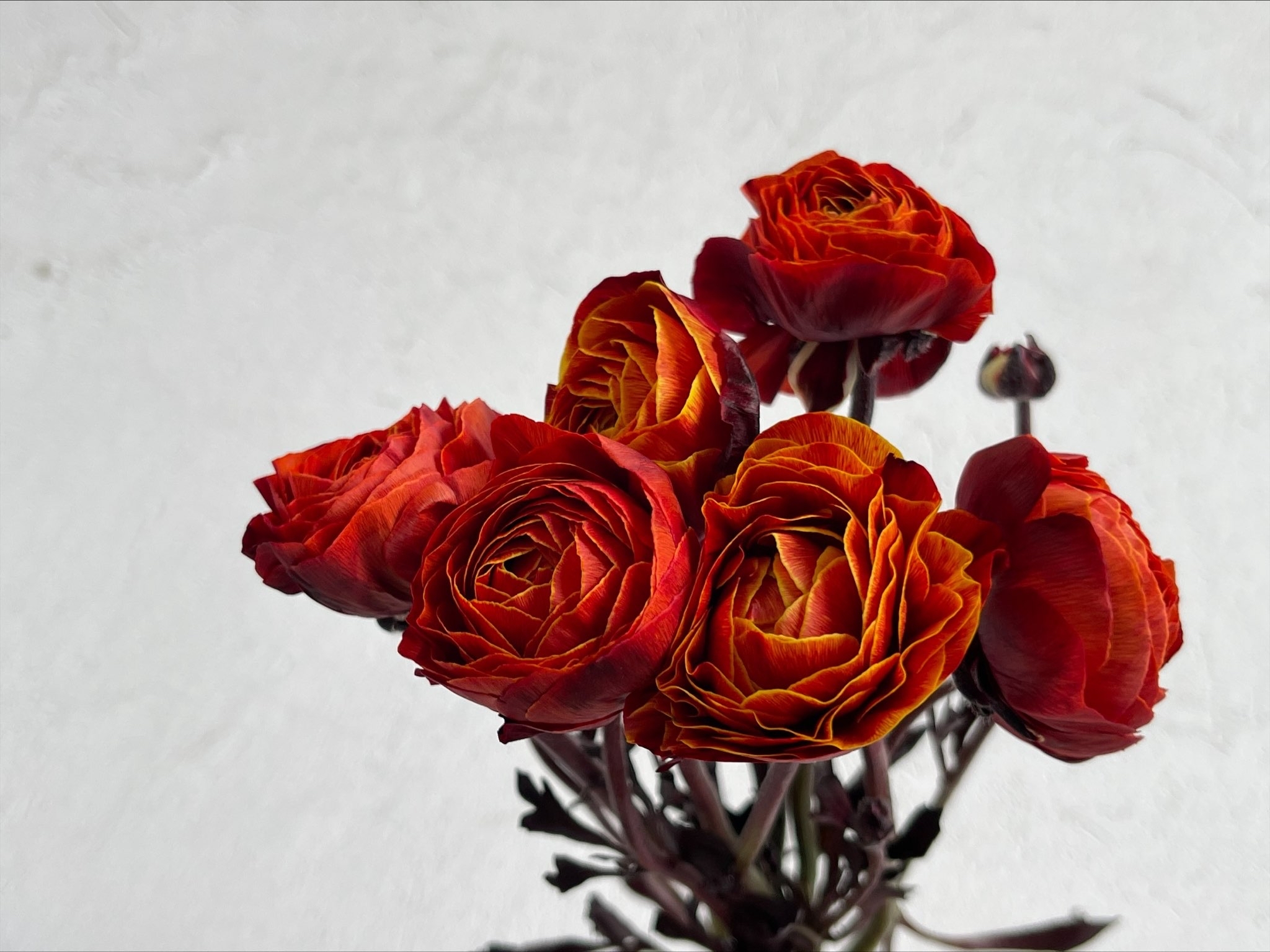 Red Ranunculus Bouquet