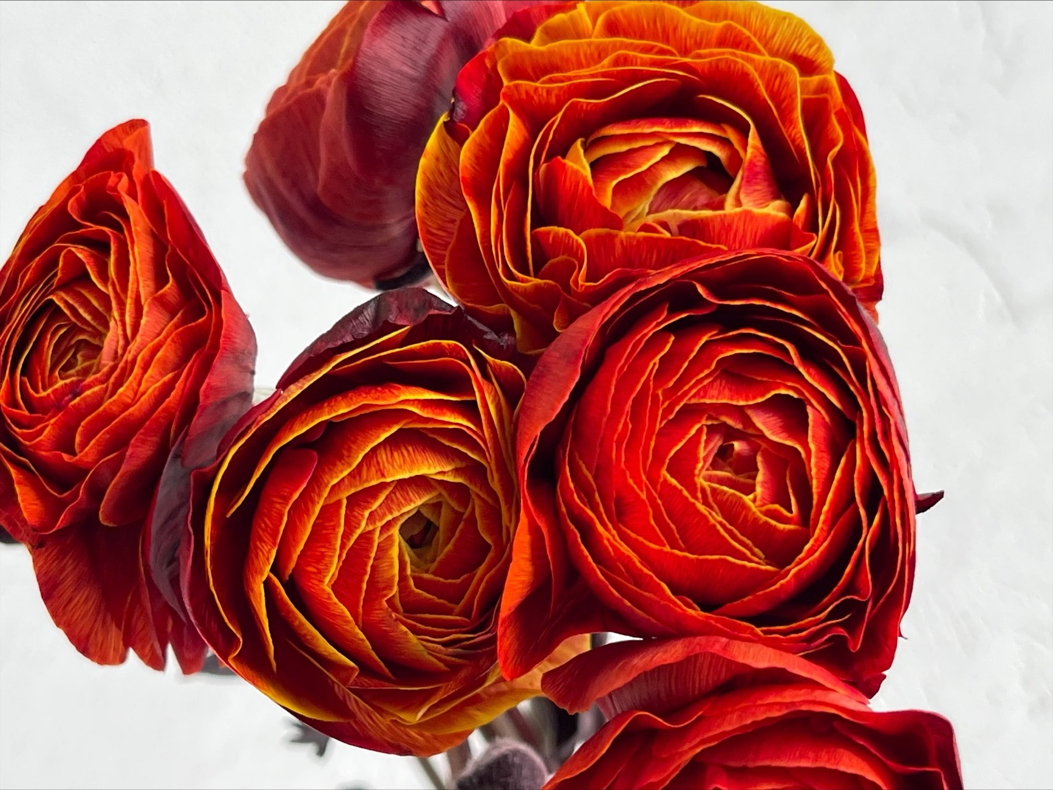 Red Ranunculus Flowers