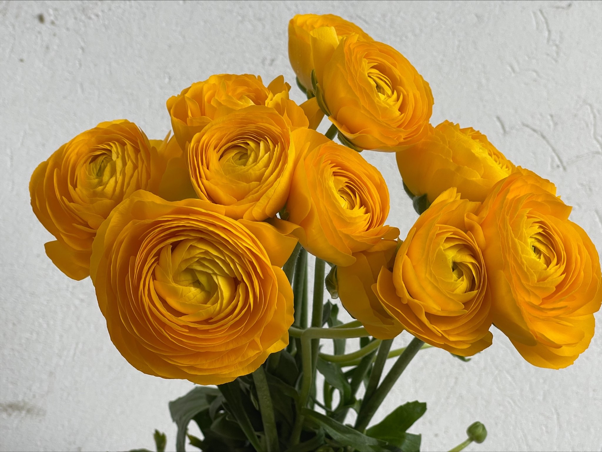 Yellow Ranunculus