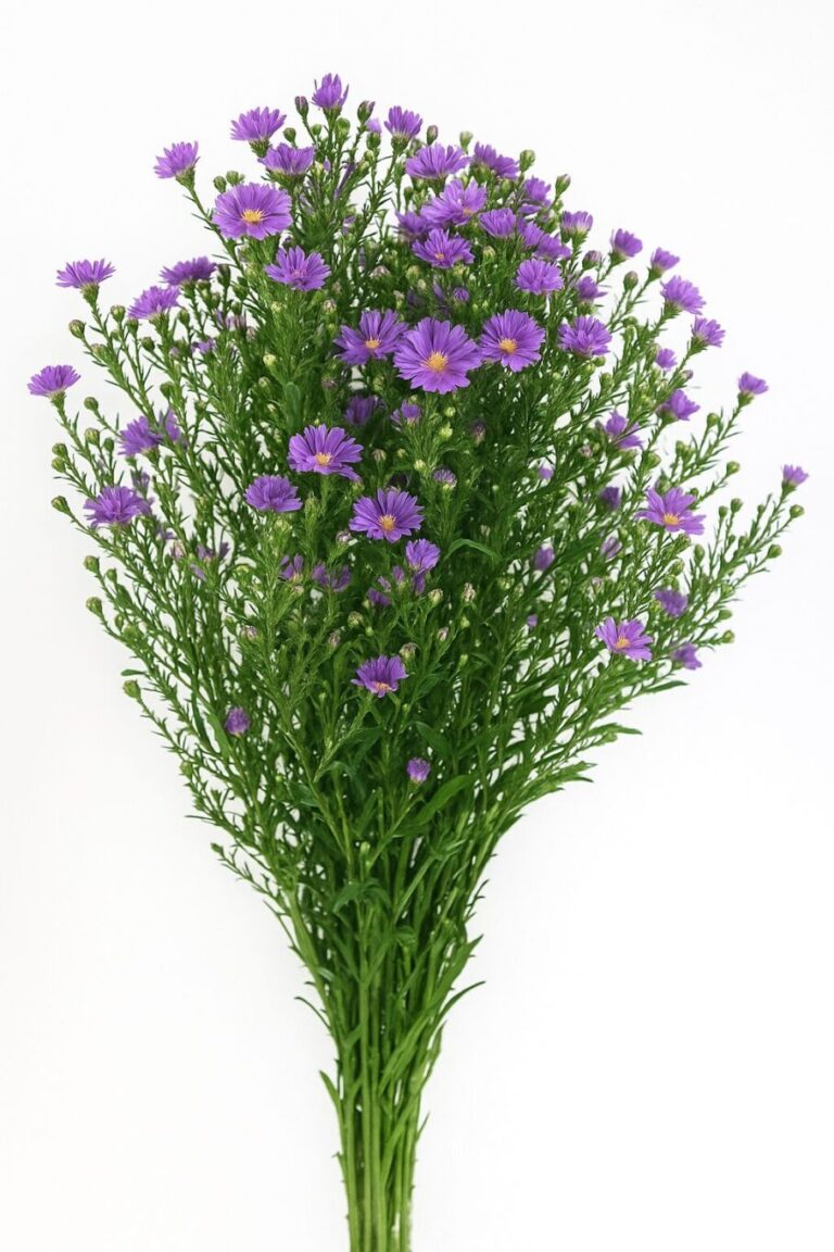 Aster Lavender (Premium) - Amazon Flowers - Proms & Weddings